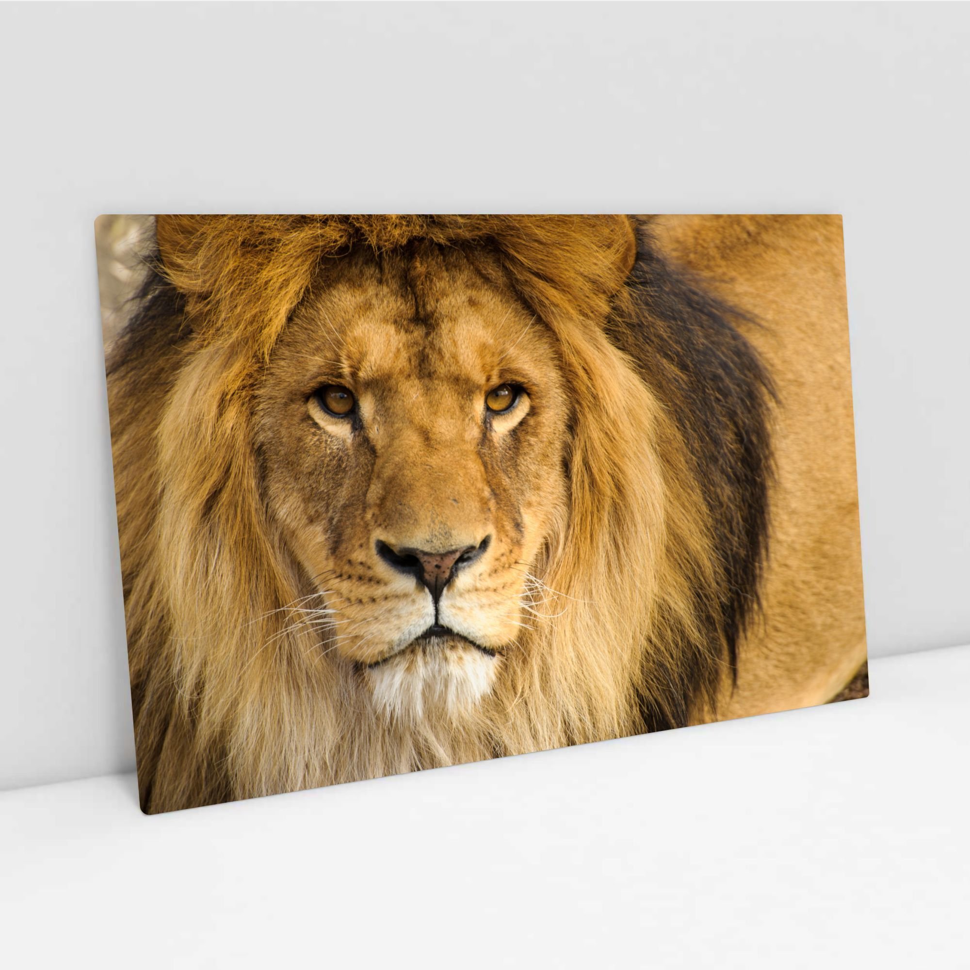 Quadro Decorativo Retrato De Leão Em Foco