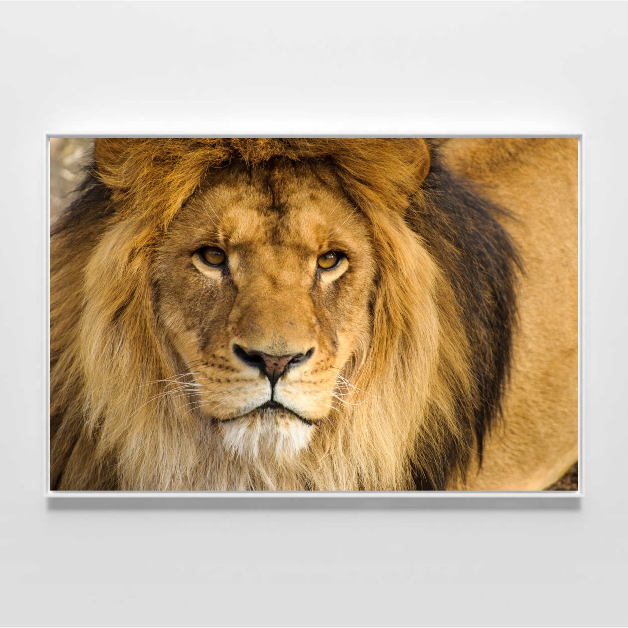 Quadro Decorativo Retrato De Leão Em Foco